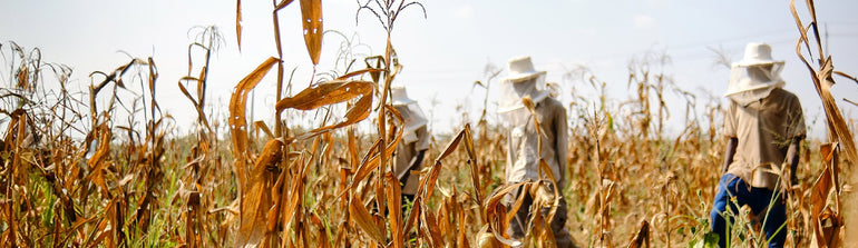 About Us – Goldswarm